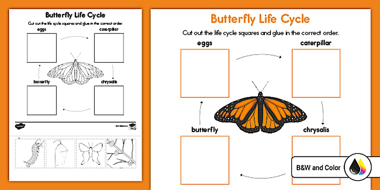 Early Childhood Butterfly Life Cycle Cut and Paste Worksheet