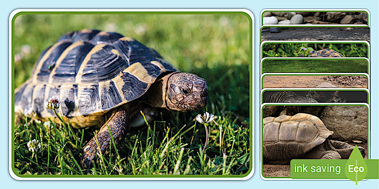 Tortoise Display Photo Pack - KS1 (teacher made) - Twinkl