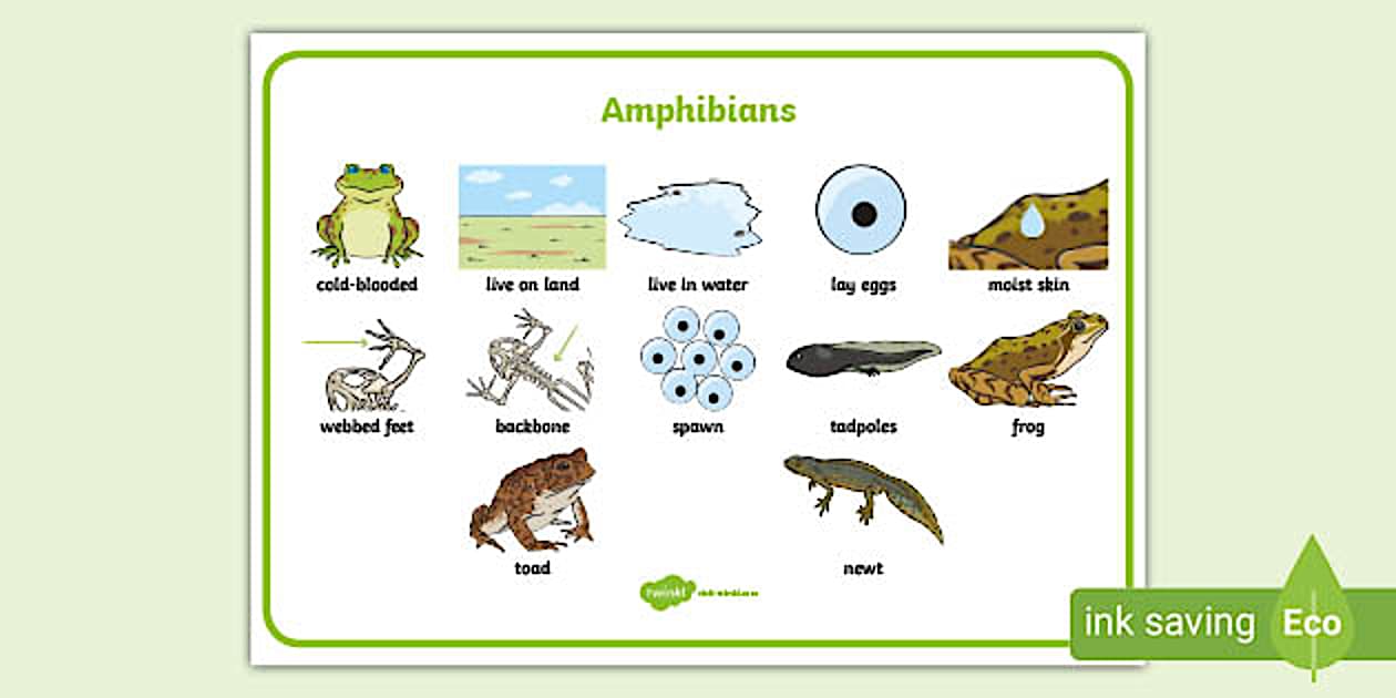Amphibian Word Mat (teacher made) - Twinkl