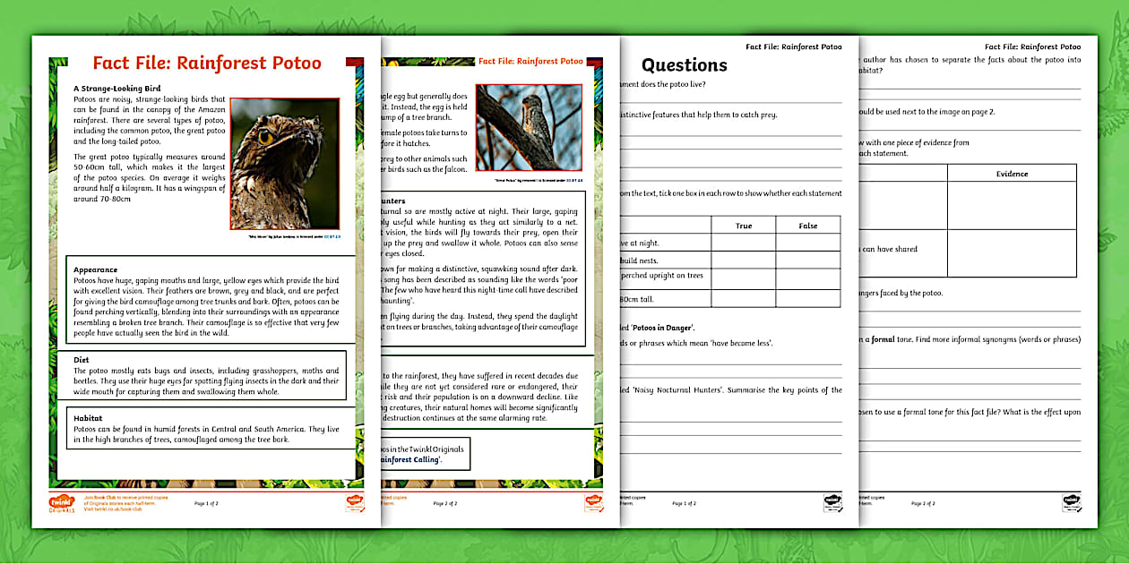Rainforest Potoo Fact File & Reading Comprehension | UKS2