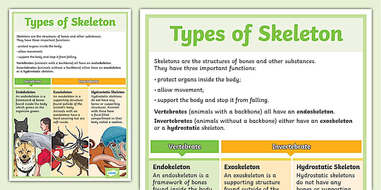 Types of Skeletons Display Poster (teacher made) - Twinkl