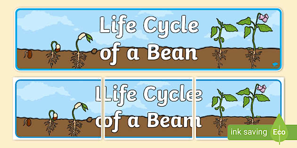 Cursive Life Cycle of a Bean Display Banner (teacher made)