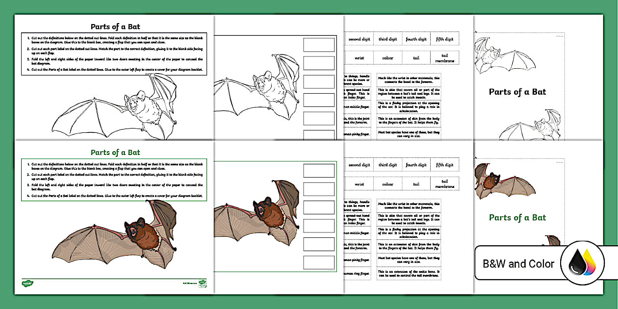 Body Parts of a Bat | Science Resource | Twinkl USA - Twinkl