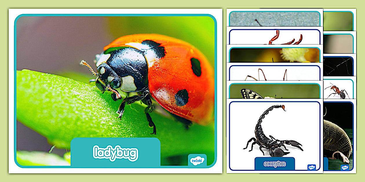 Insect and Arachnids Photo Posters (teacher made) - Twinkl