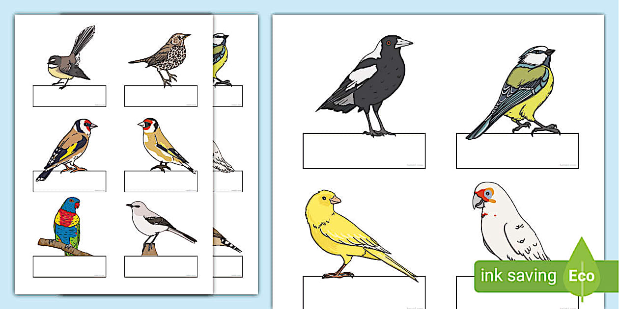 Bird Self Registration Labels (teacher made) - Twinkl