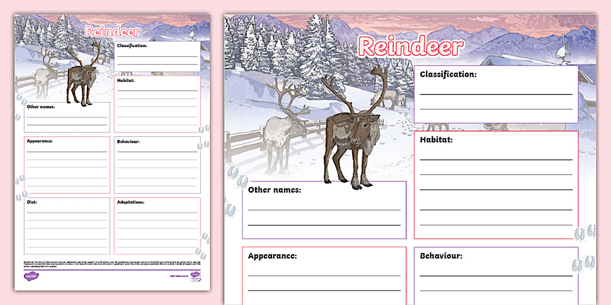 KS2 Reindeer Fact File Template - Twinkl Science - Twinkl