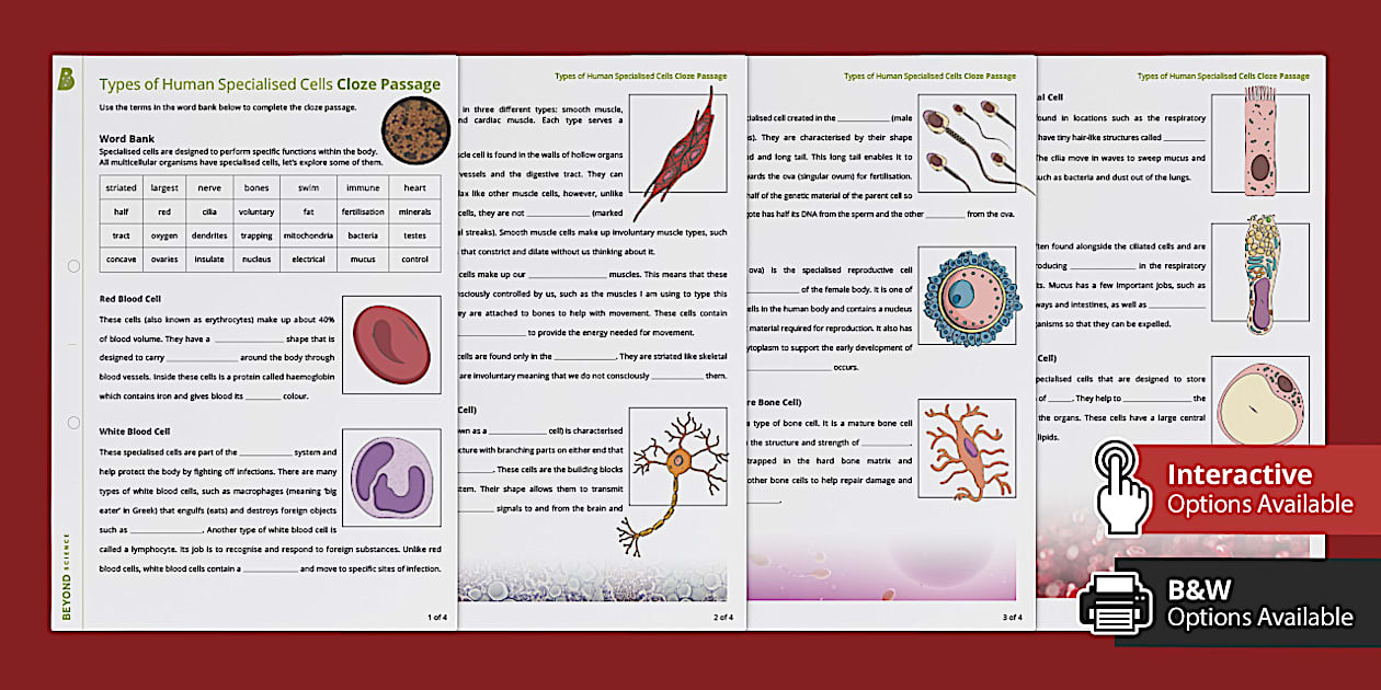 Types of Human Specialised Cells Cloze Passage - Twinkl