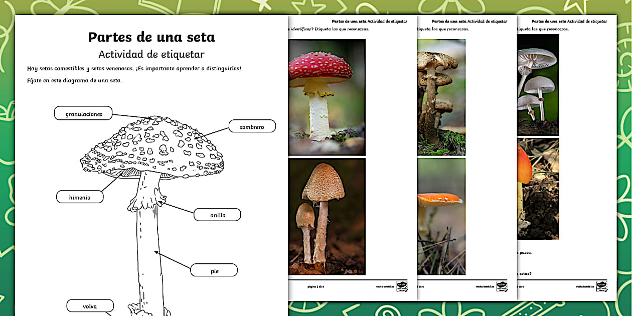 Ficha de actividad: Etiquetar las partes de un hongo