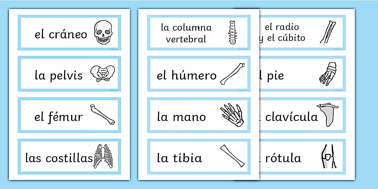 Tarjetas De Vocabulario El Esqueleto Teacher Made