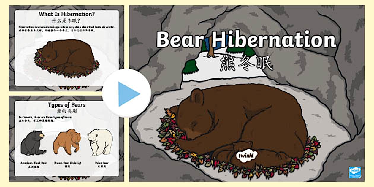 Primary Bear Hibernation PowerPoint - English/Mandarin Chinese