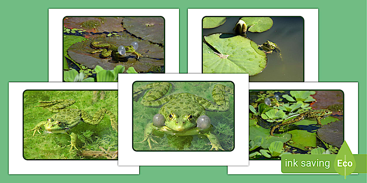 Editable Frogs Display Photos (l'enseignant a fait) - Twinkl