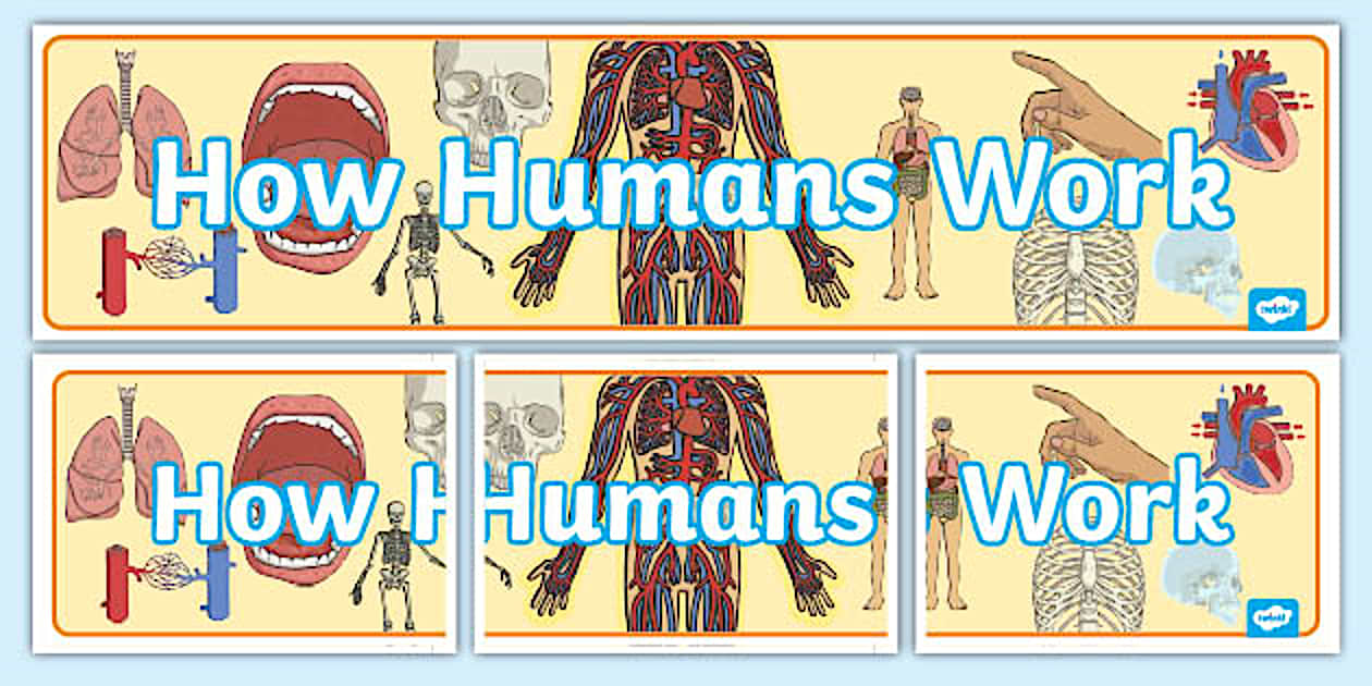 How Humans Work Topic Display Banner (teacher made) - Twinkl