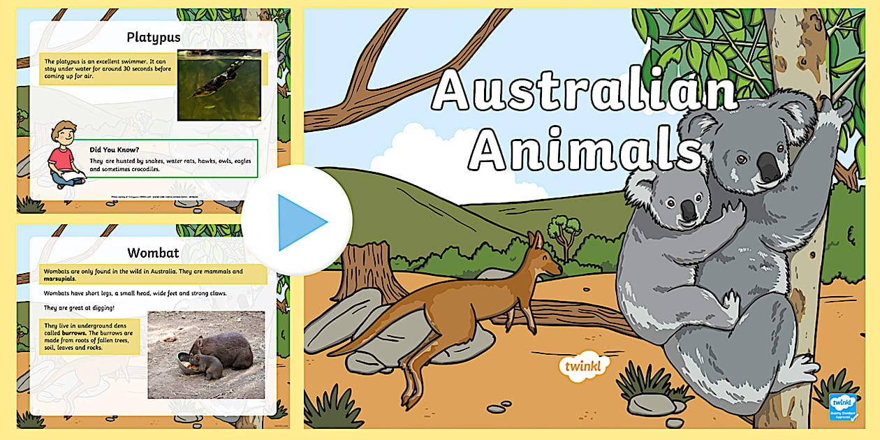 Ages 5-7 Australian Animals PowerPoint - Twinkl
