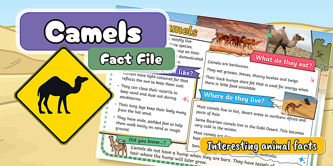 KS1 Camel Fact File