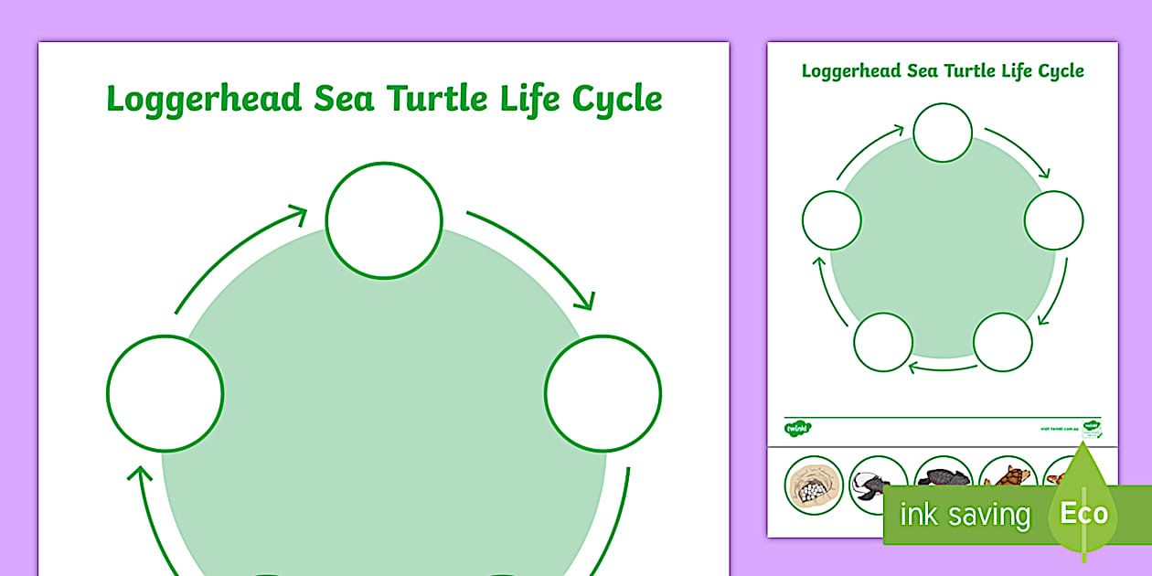 Loggerhead Sea Turtle Life Cycle Worksheets (teacher made)