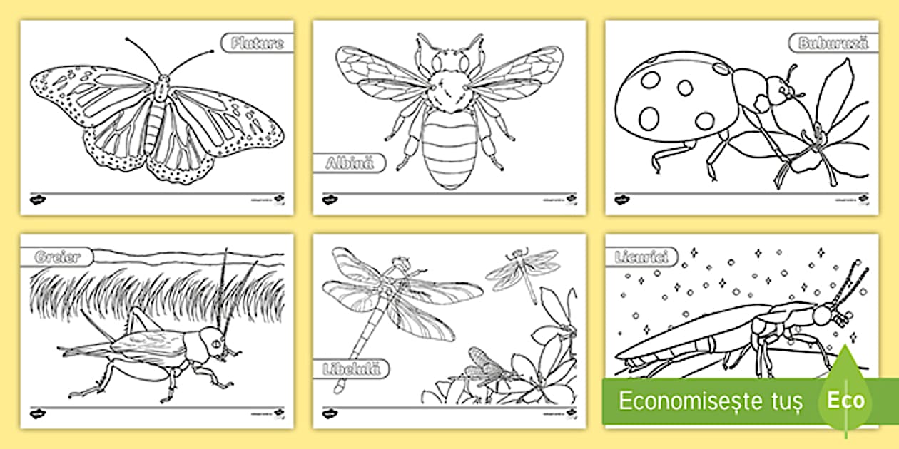 Insecte de colorat - Pagini de colorat | Twinkl România