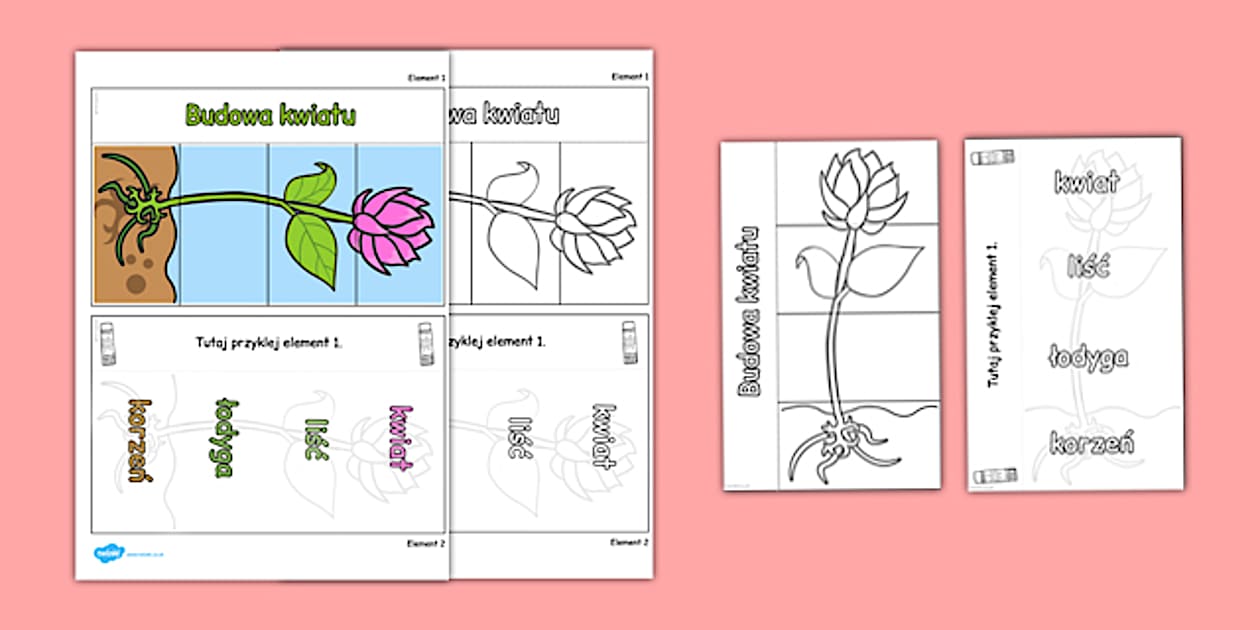 Składana interaktywna pomoc edukacyjna Części rośliny po polsku
