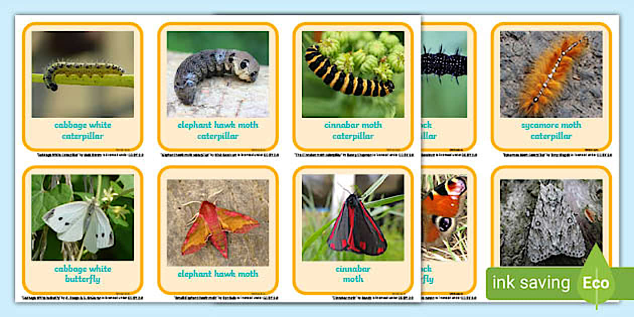 Caterpillar and Butterfly Photo Matching Activity Matching Cards