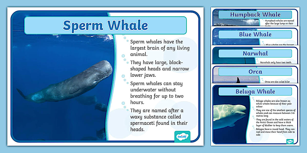 Whale Species Posters - Twinkl - KS1 (teacher made) - Twinkl