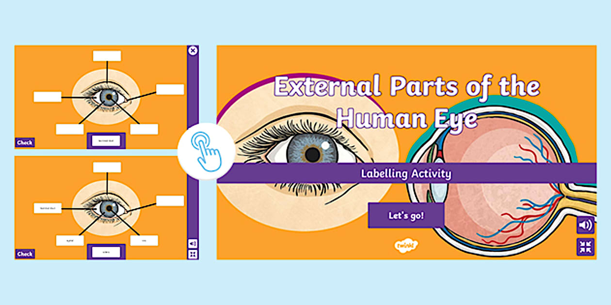 External Parts of the Human Eye Interactive Labelling Activity