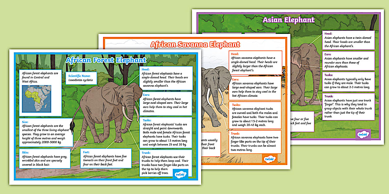 Elephant Identification Display Posters - Twinkl