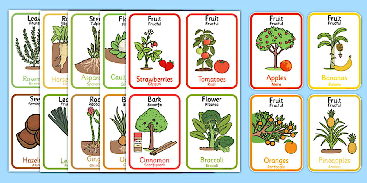 Edible Plant Parts Flash Cards Romanian Translation - Twinkl