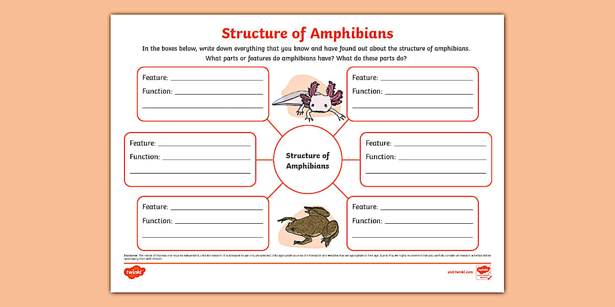 Structure of Amphibians Mind Map (teacher made) - Twinkl