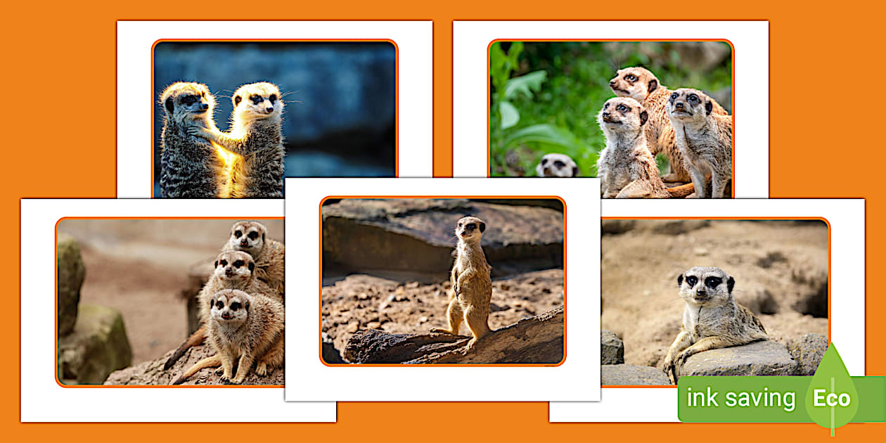 High Quality Meerkat Photo Pack - KS1 (teacher made)