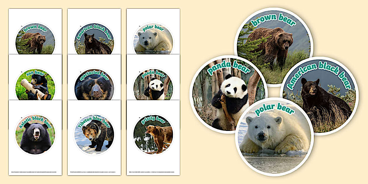 Types of Bears Circle Display Photo Cut-Outs (teacher made)