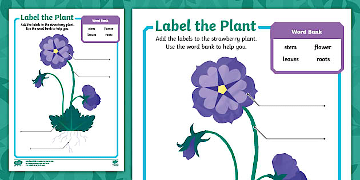 Label the Plant Activity Sheet (teacher made) - Twinkl