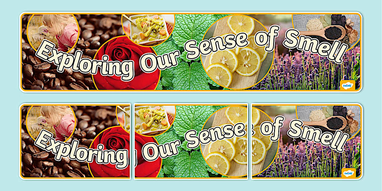 Exploring Our Sense of Smell Banner (teacher made) - Twinkl