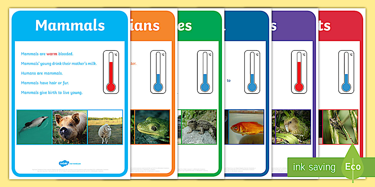 New Zealand Animal Groups Display Posters - Resource