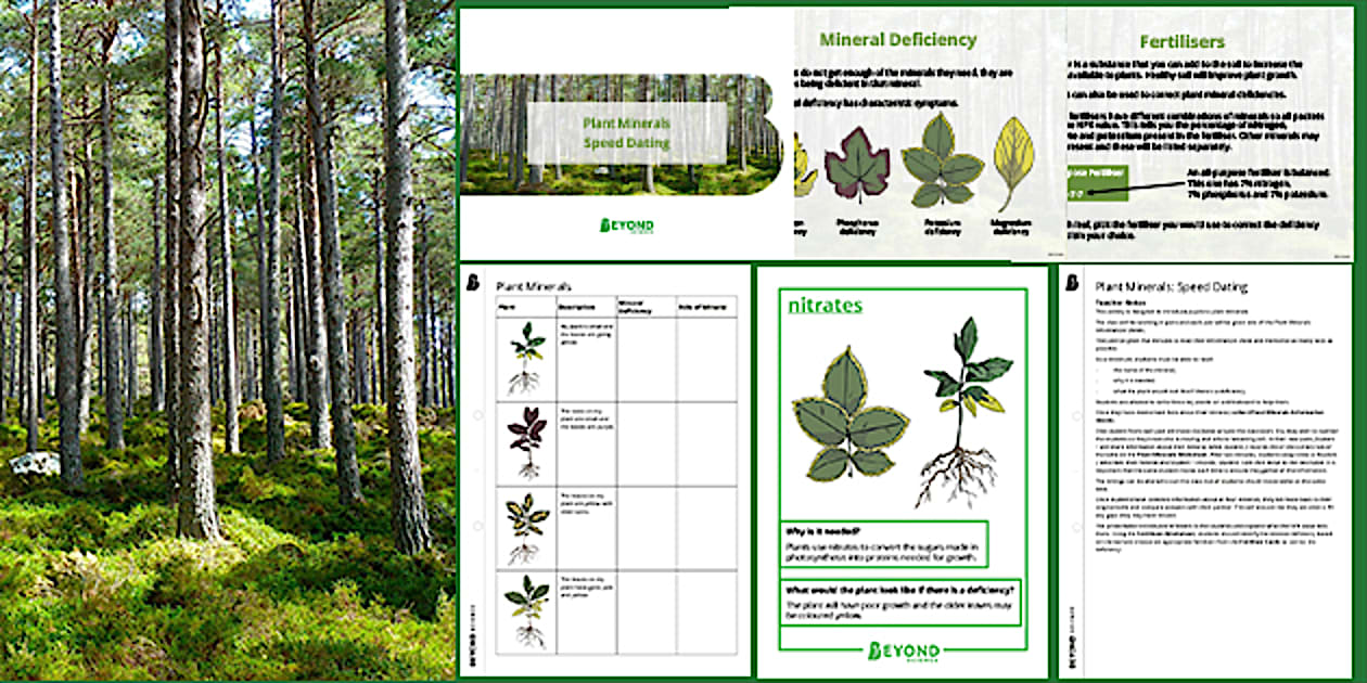 Plant Minerals Collaborative Learning| KS3 Biology | Beyond