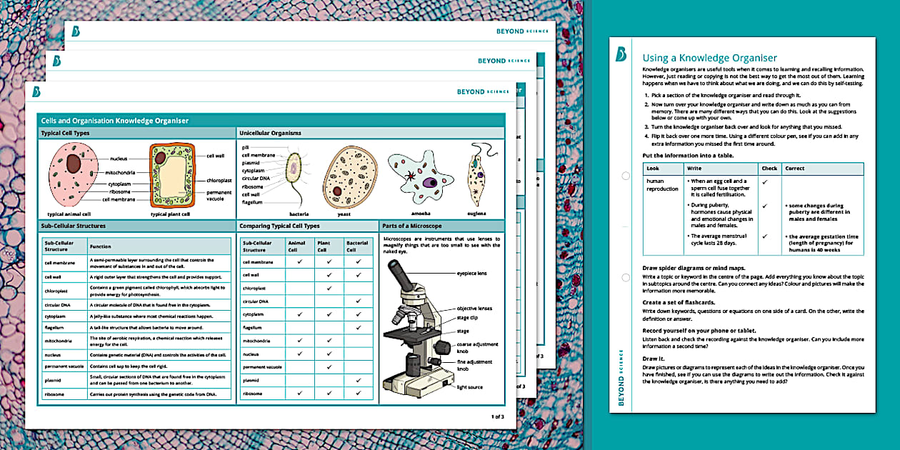 Cells and Organisation Knowledge Organiser | Beyond - Twinkl