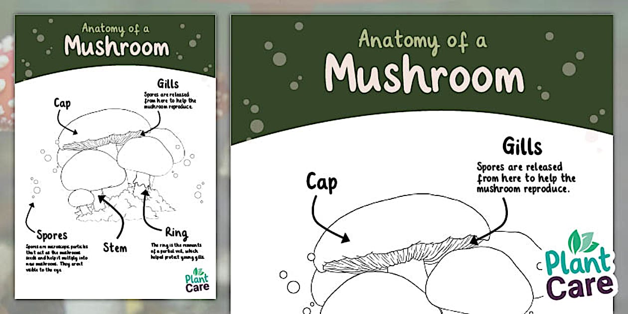 Anatomy of a Mushroom (teacher made) - Twinkl