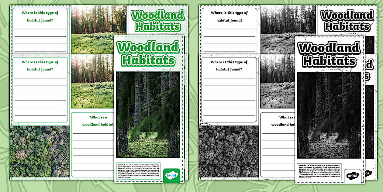 Woodland Habitats Leaflet Template (teacher made) - Twinkl