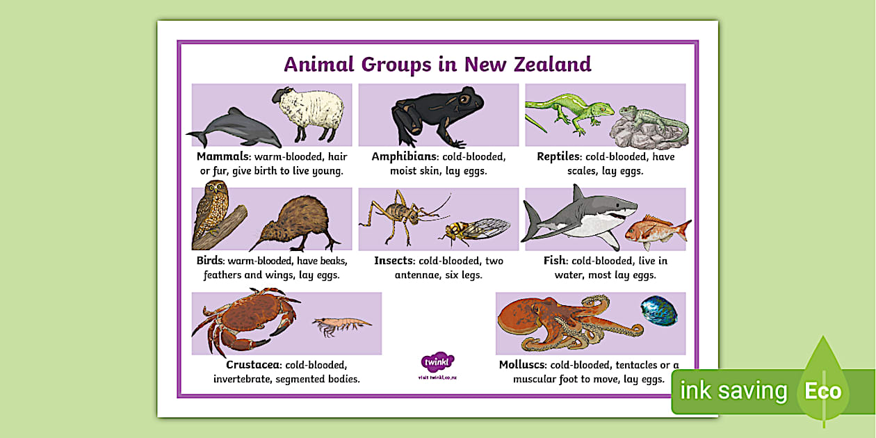 New Zealand Animal Groups Prompt Mat (teacher made) - Twinkl