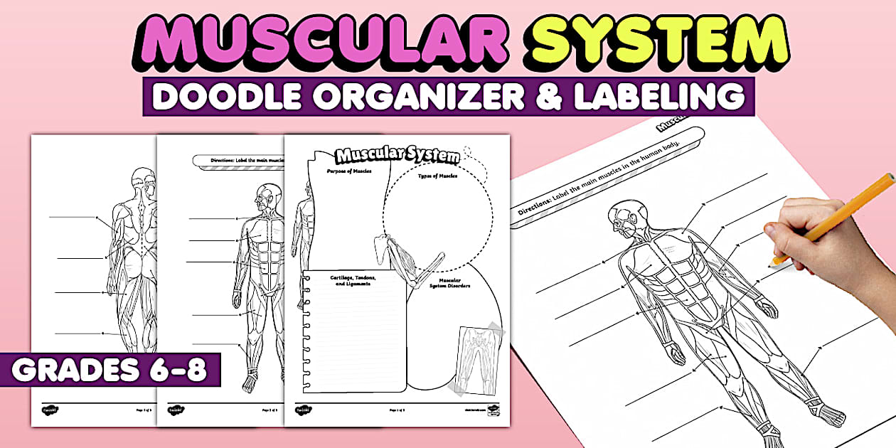 Muscular System Doodle Notes Organizer & Labeling Worksheet