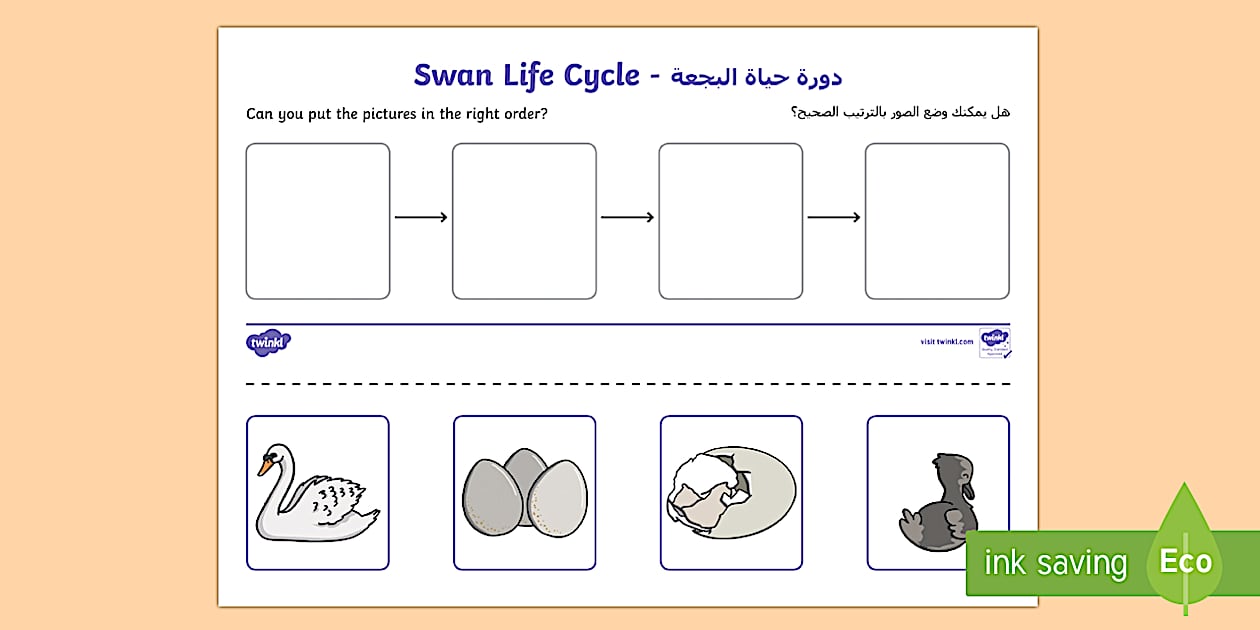 Black and White Swan Life Cycle Worksheet Arabic/English