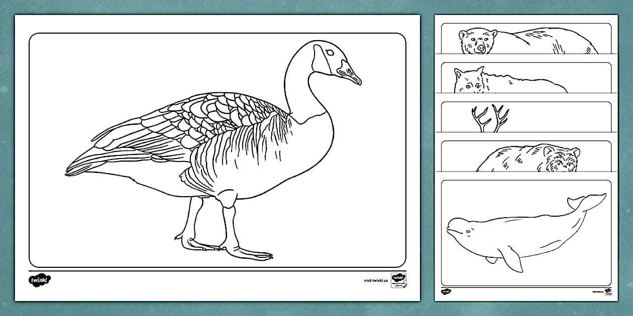 Canadian Animals Colouring Pages