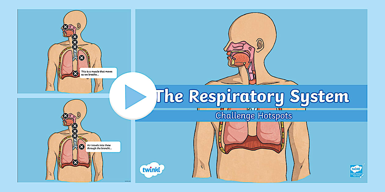 The Respiratory System Hotspots Interactive PowerPoint