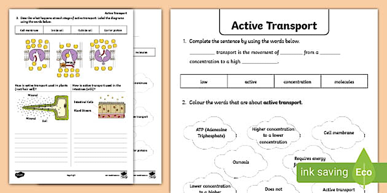Active Transport Worksheet | PDF Resources | Biology
