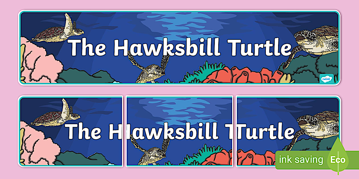 Hawksbill Turtle Display Banner (teacher made) - Twinkl