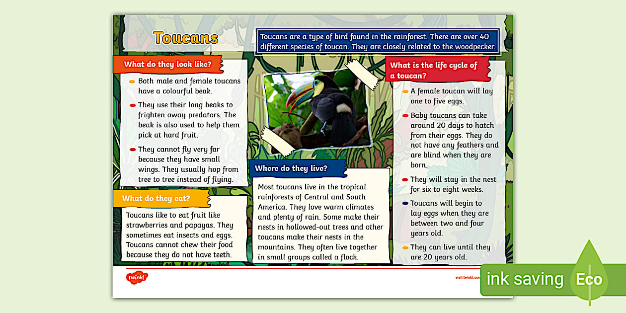 Toucan Fact File - Twinkl - KS1 (teacher made) - Twinkl