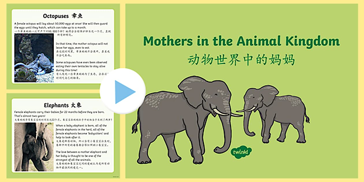 Mothers in the Animal Kingdom PowerPoint - English/Mandarin Chinese