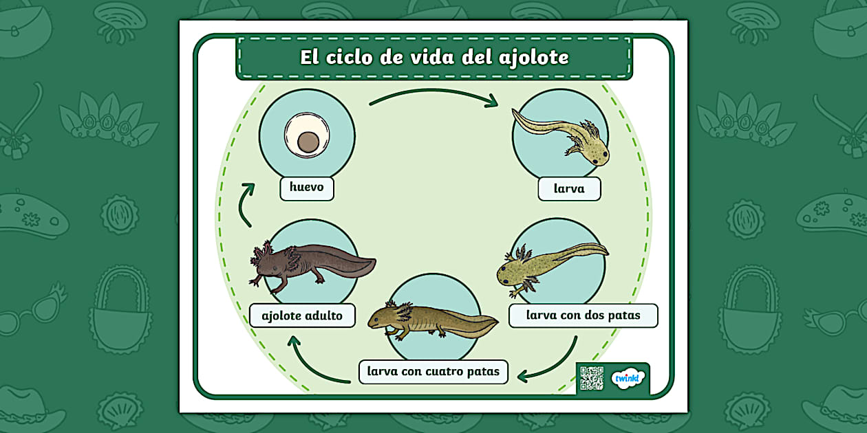 El ciclo de vida del ajolote - cartel