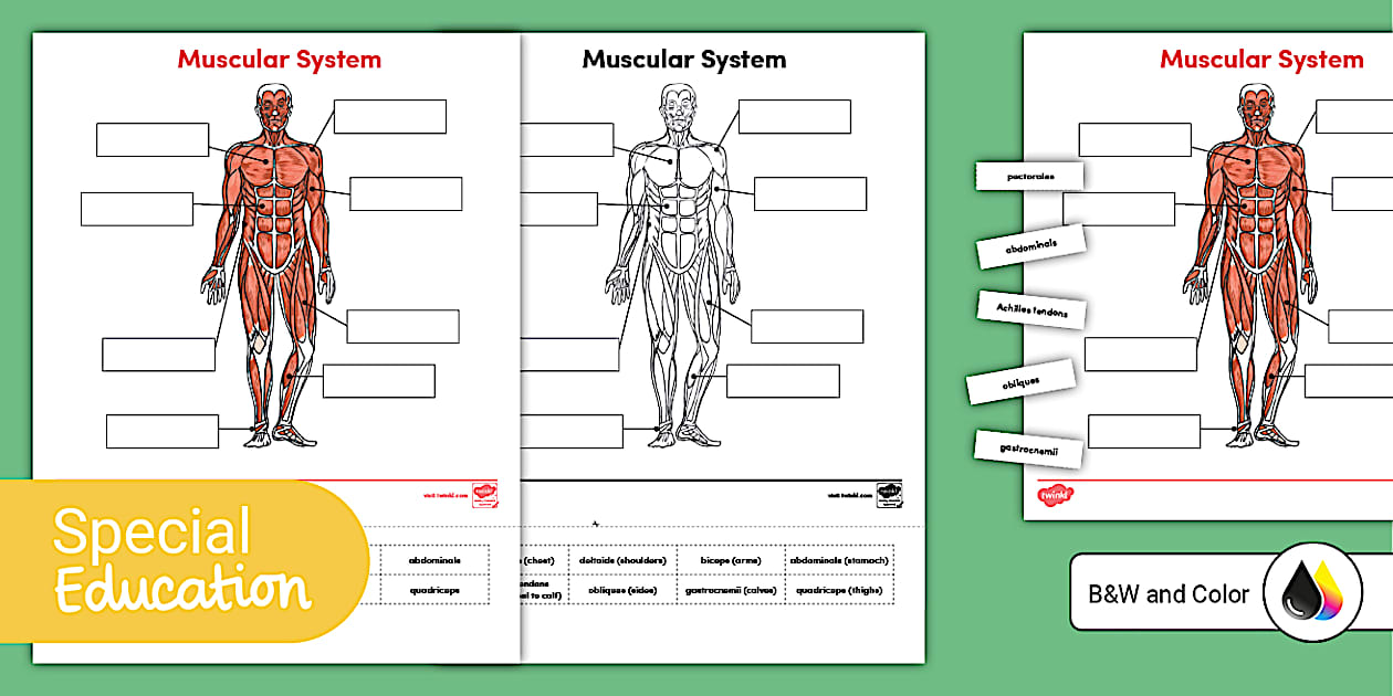 Muscle Labeling Activity | SPED | Twinkl USA (Teacher-Made)