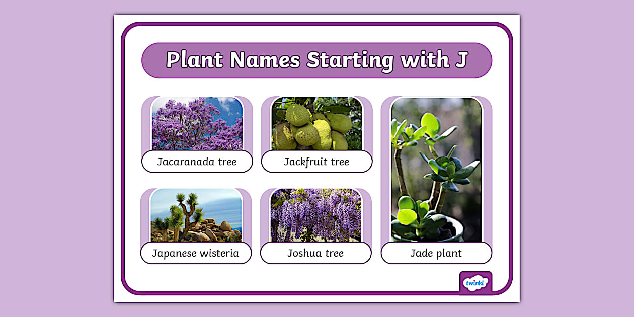 Plant Names That Start with J Display Poster (teacher made)