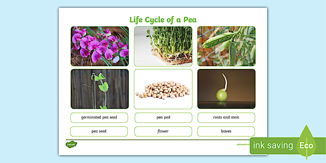 Life Cycle of a Pea Photo Cut-Out Pack - Twinkl - Science