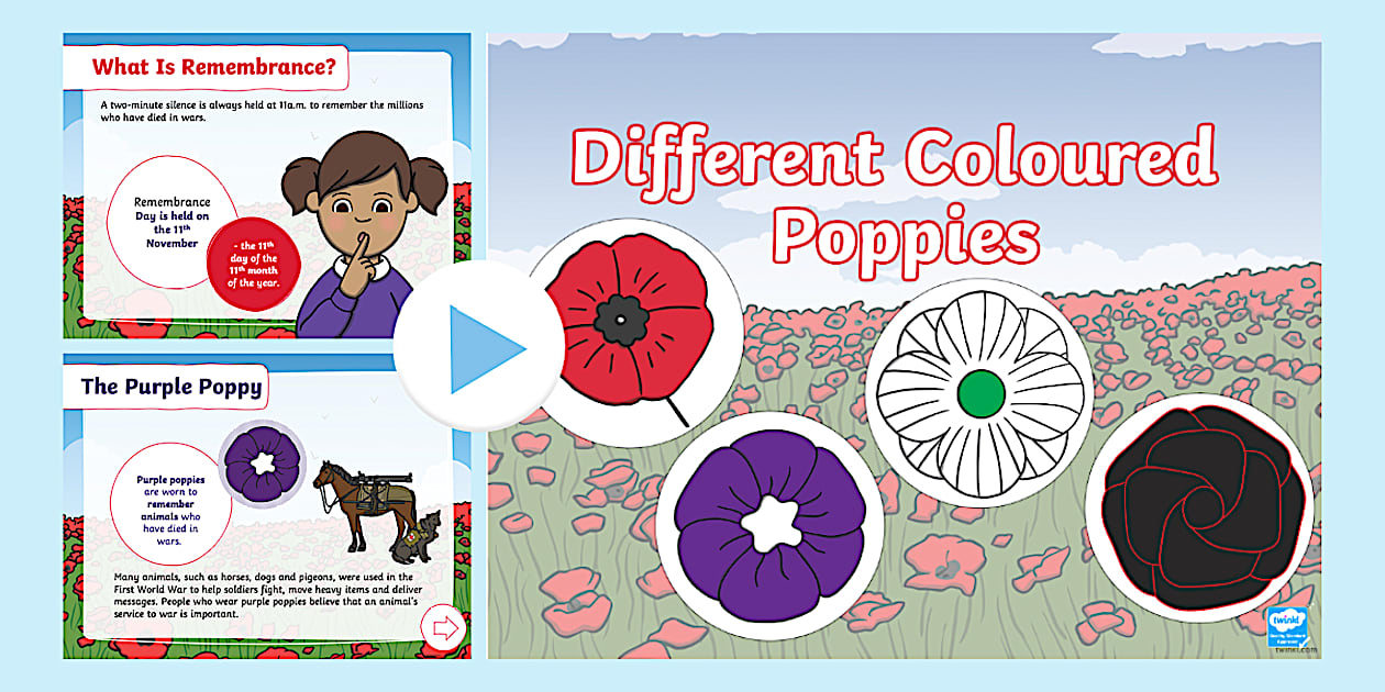 Remembrance Day - Different Coloured Poppies PowerPoint